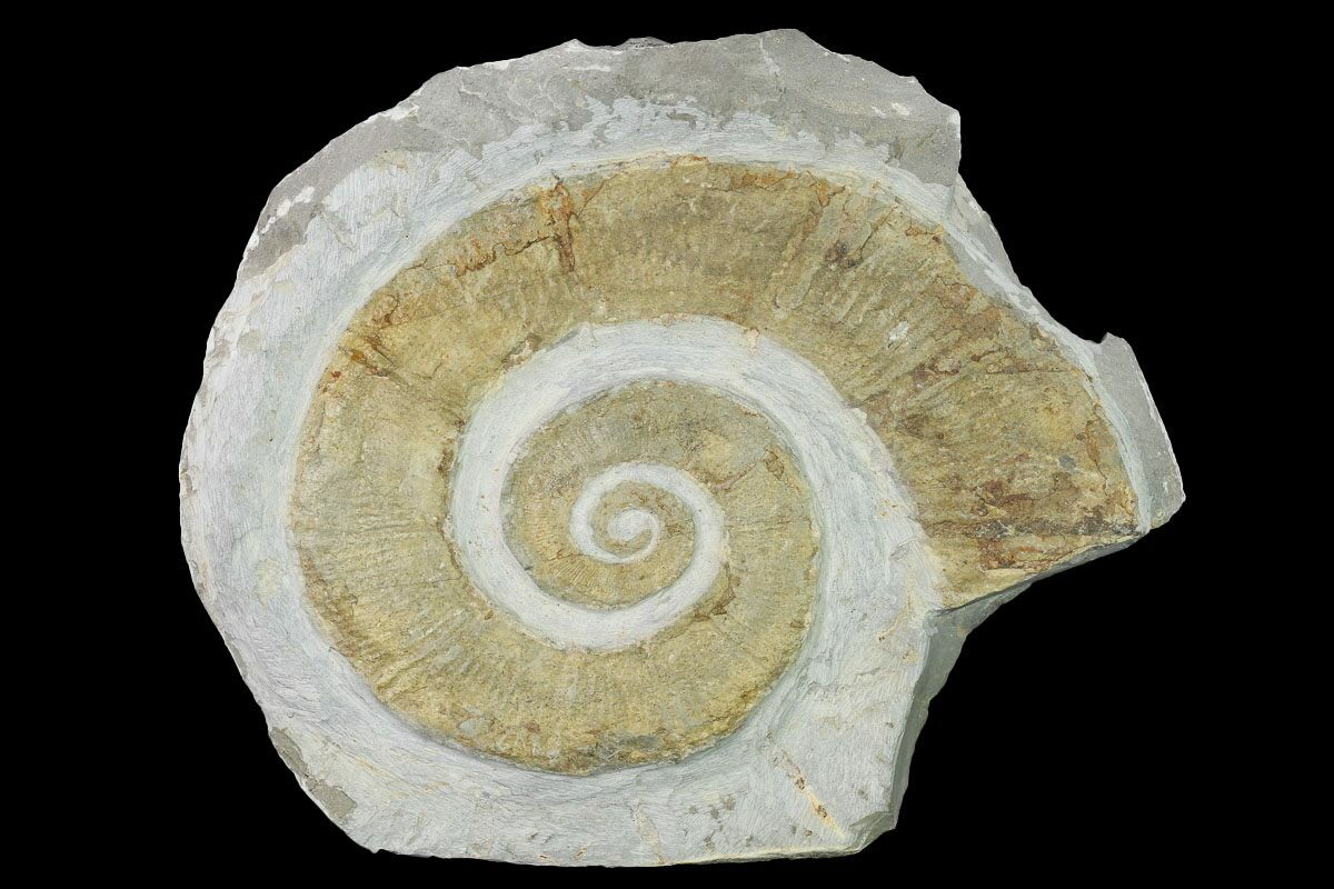 4.6" Cretaceous Ammonite (Crioceratites) Fossil - France (#153137) For ...