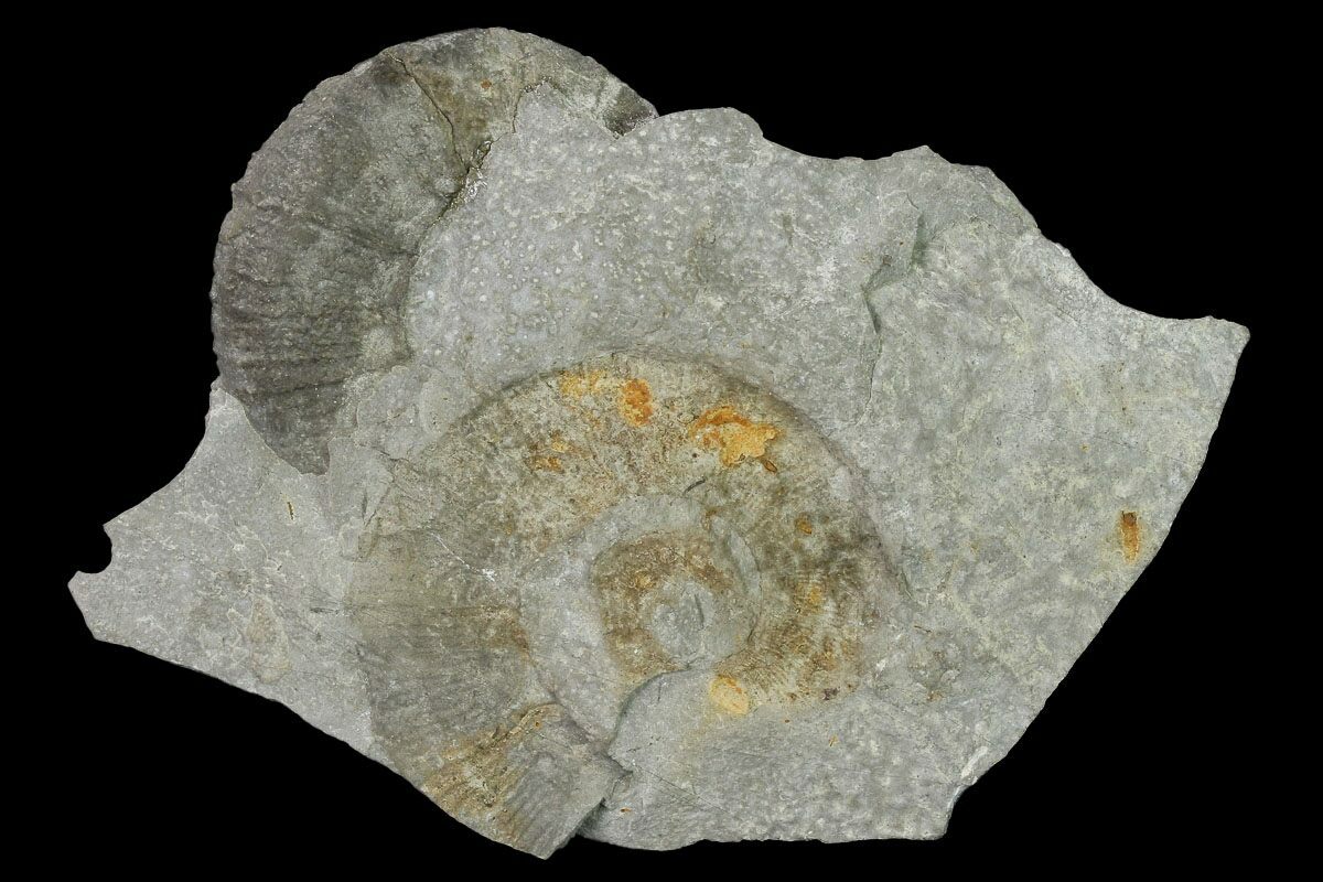 2.6" Cretaceous Ammonite (Crioceratites) Fossil - France (#153142) For ...