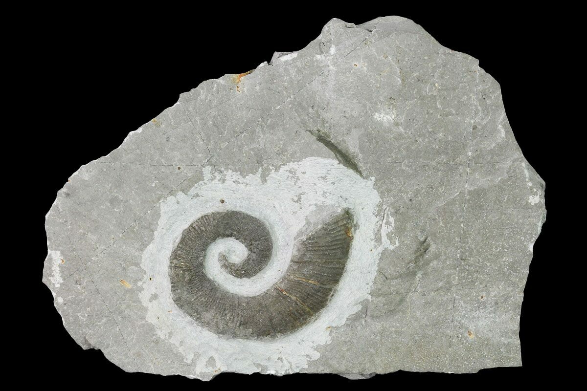 1.7" Cretaceous Ammonite (Crioceratites) Fossil - France (#153147) For ...