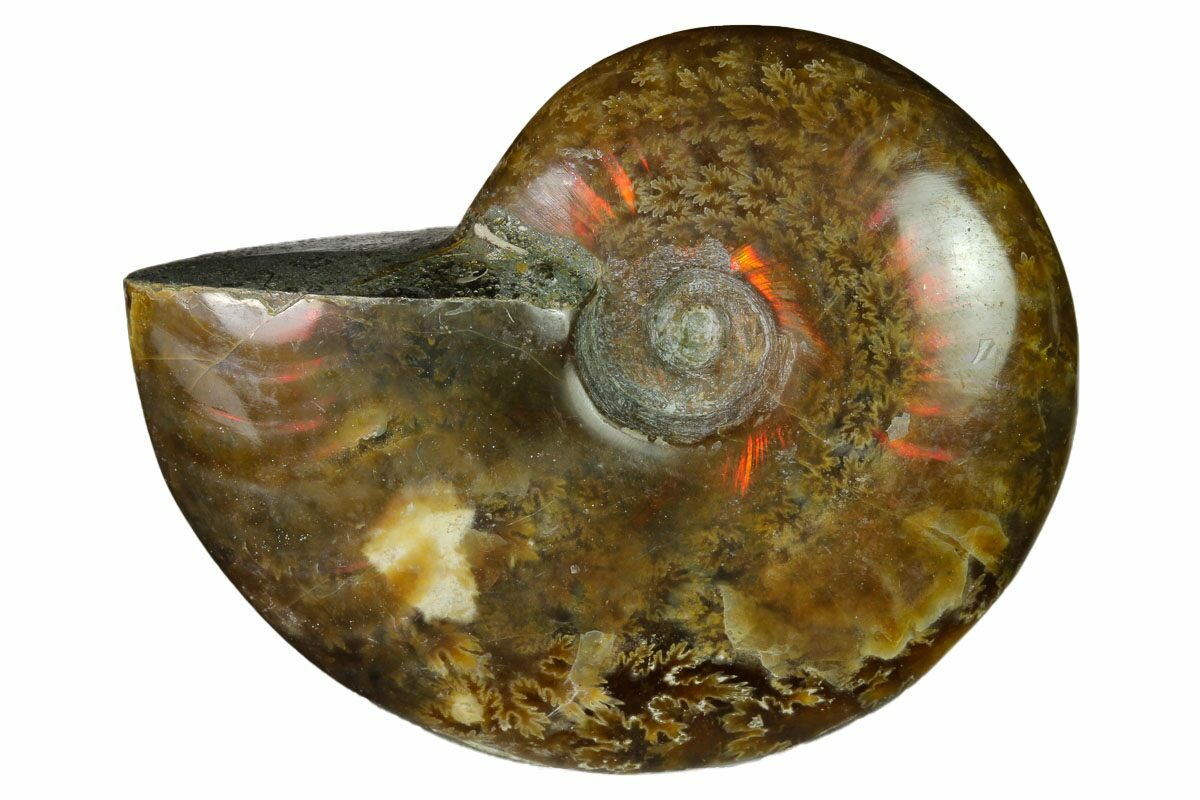 2.4" Red Flash Ammonite Fossil - Madagascar (#151767) For Sale ...