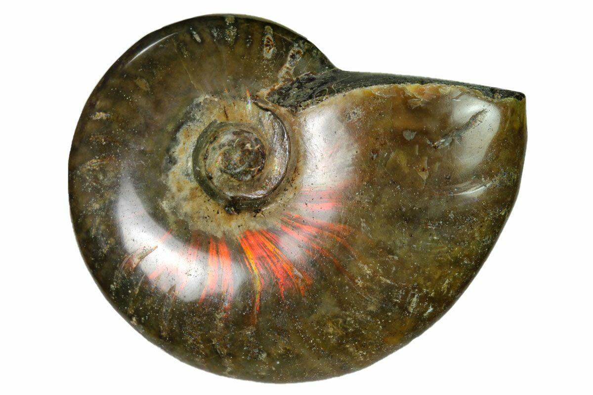 2" Red Flash Ammonite Fossil - Madagascar (#151673) For Sale ...