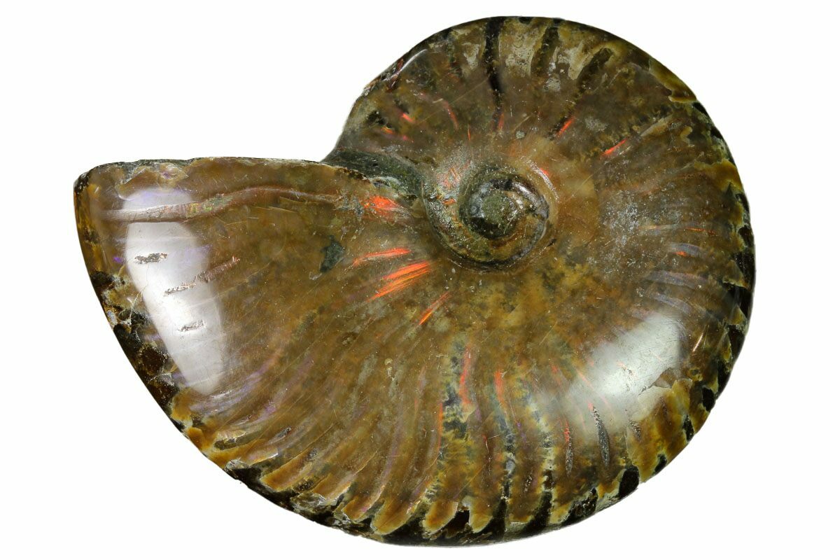 2.25" Red Flash Ammonite Fossil - Madagascar (#151683) For Sale ...
