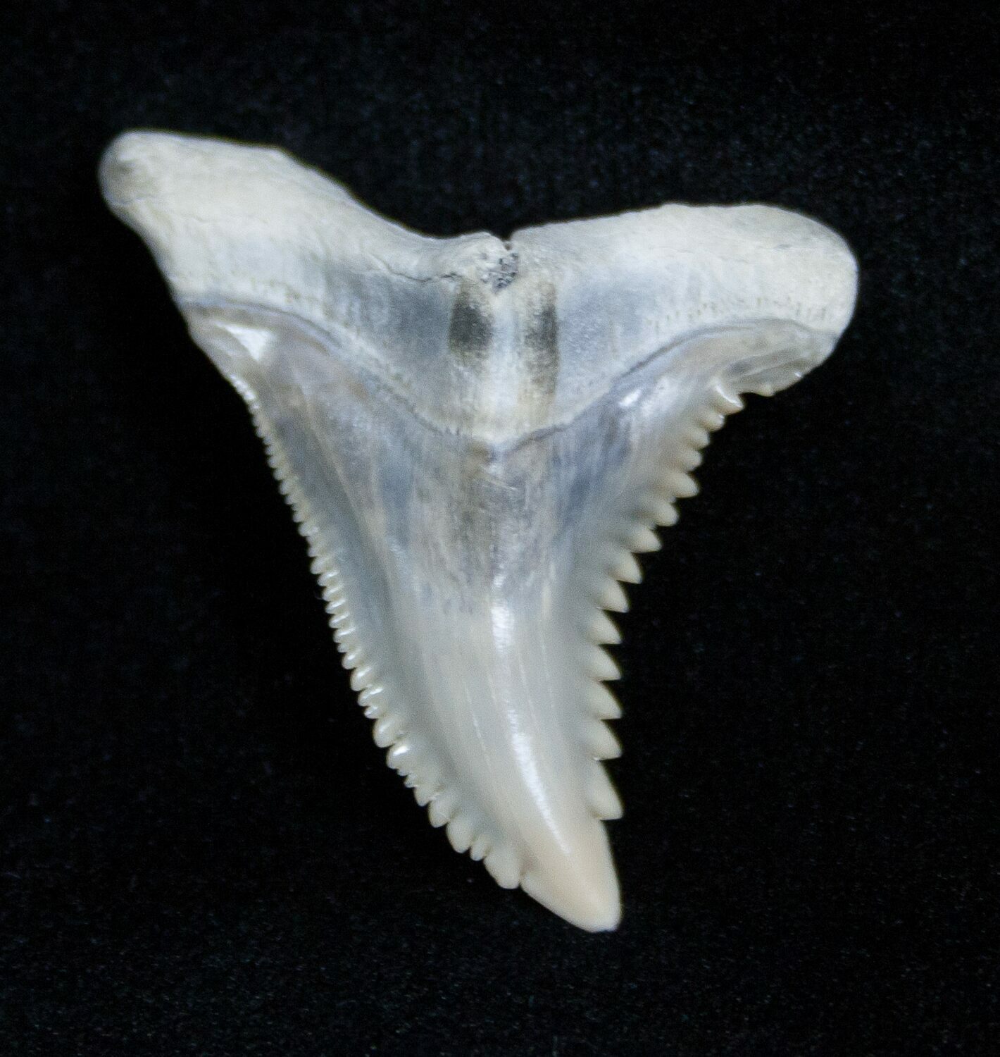 Super 1.38 Inch Hemipristis Tooth - Lee Creek (#1675) For Sale ...