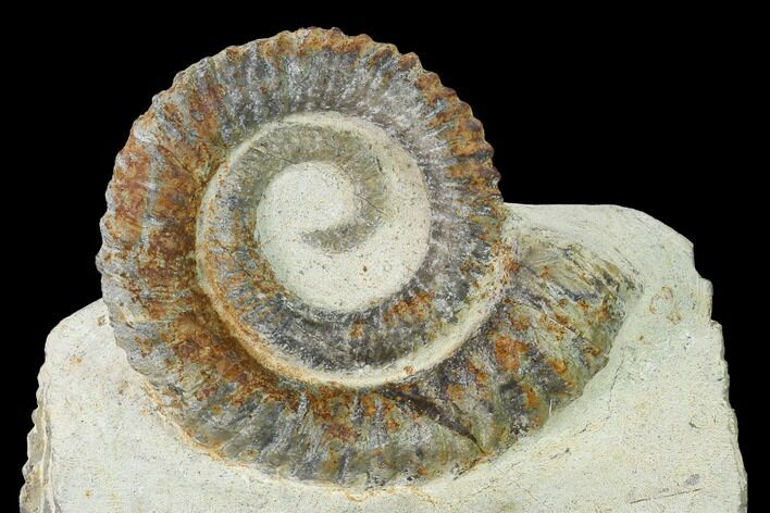 2.5" Early Devonian Ammonoid (Anetoceras) - Tazarine, Morocco (#154312 ...