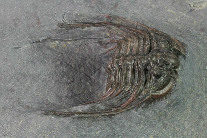 1.1" Red Leonaspis Trilobites - Hmar Laghdad, Morocco (#154814) For ...