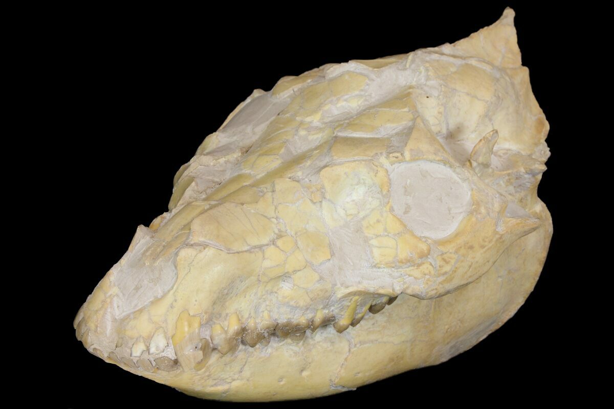 7.6" Fossil Oreodont (Merycoidodon) Skull - Wyoming (#154850) For Sale ...