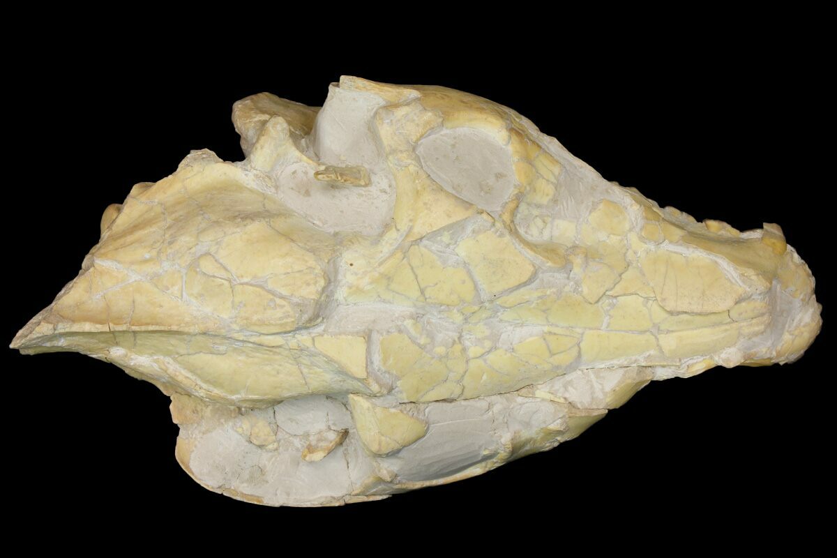 7.6" Fossil Oreodont (Merycoidodon) Skull - Wyoming (#154850) For Sale ...