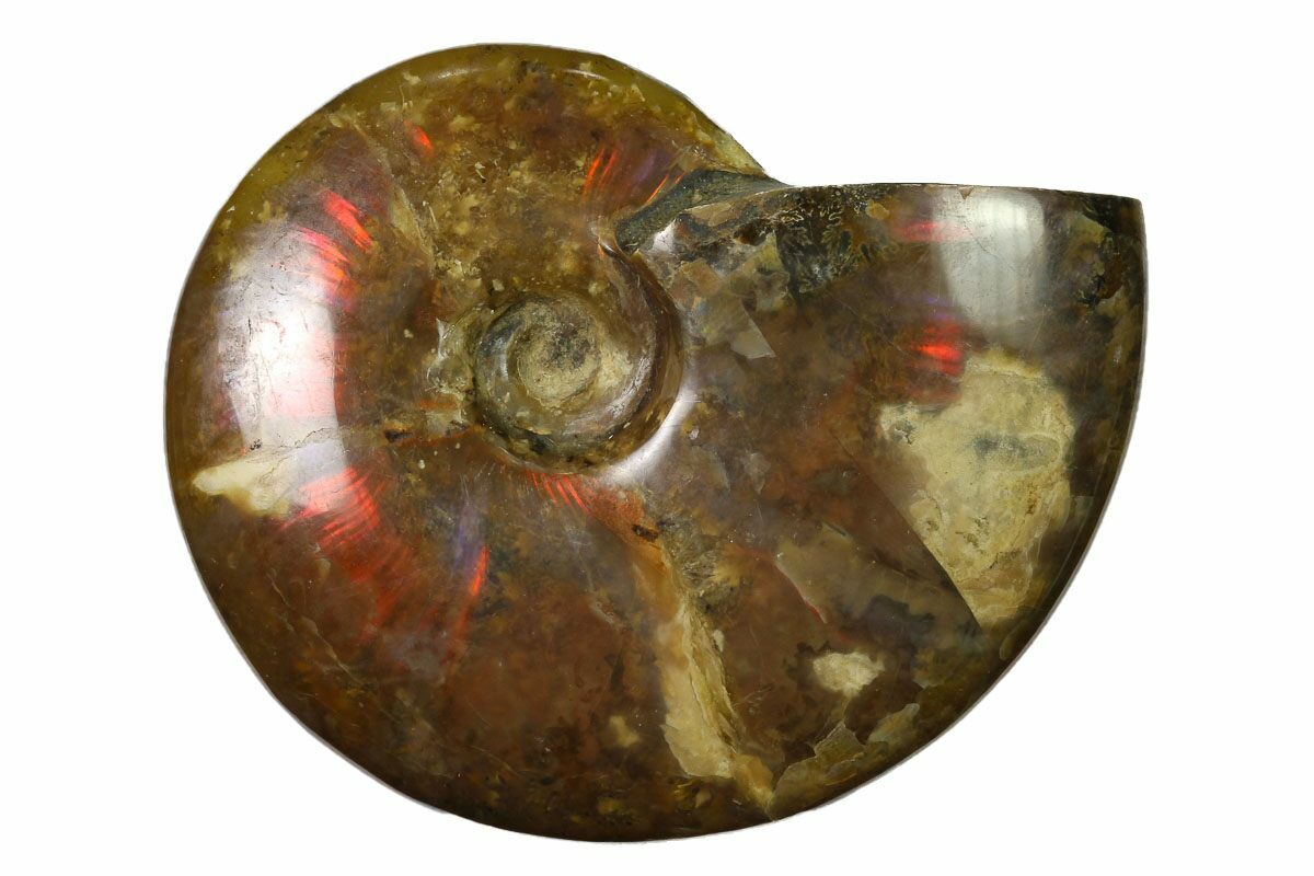 3.3" Flashy Red Iridescent Ammonite (#155165) For Sale - FossilEra.com