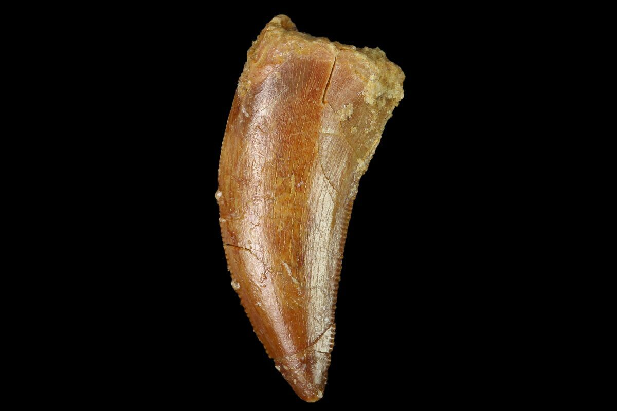 Serrated, 1.01" Theropod (Deltadromeus?) Tooth - Real Dinosaur Tooth ...