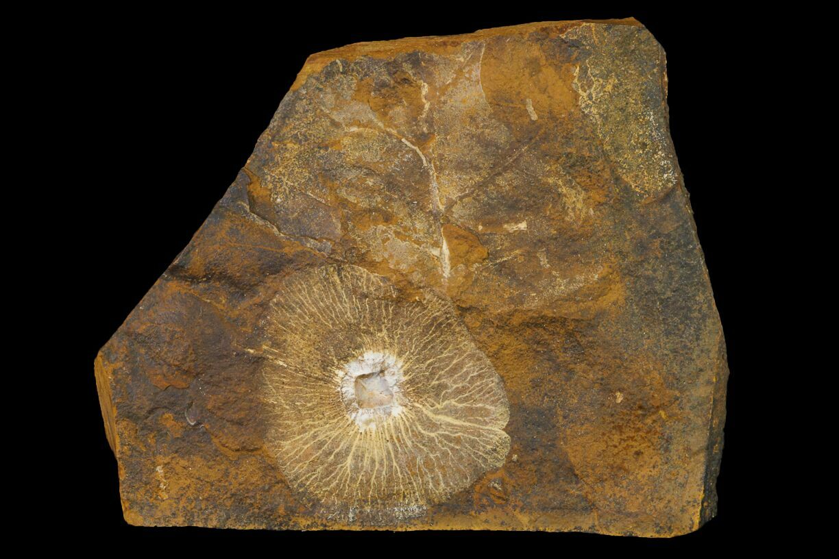 1.3" Fossil Winged Walnut (Juglandaceae) Fruit - North Dakota (#155749 ...