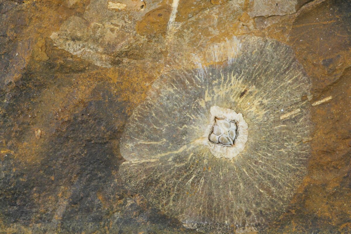 1.3" Fossil Winged Walnut (Juglandaceae) Fruit - North Dakota (#155751 ...