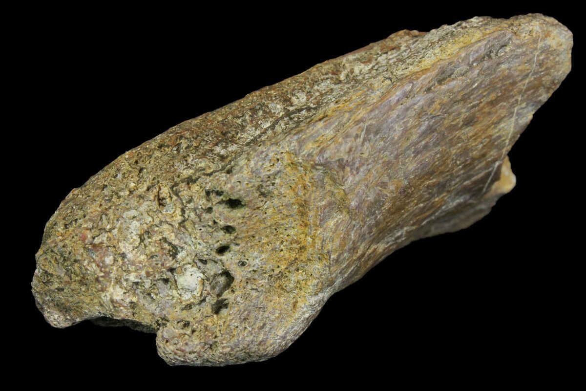 2.6" Permian Amphibian Fossil Bone - Texas (#153757) For Sale ...