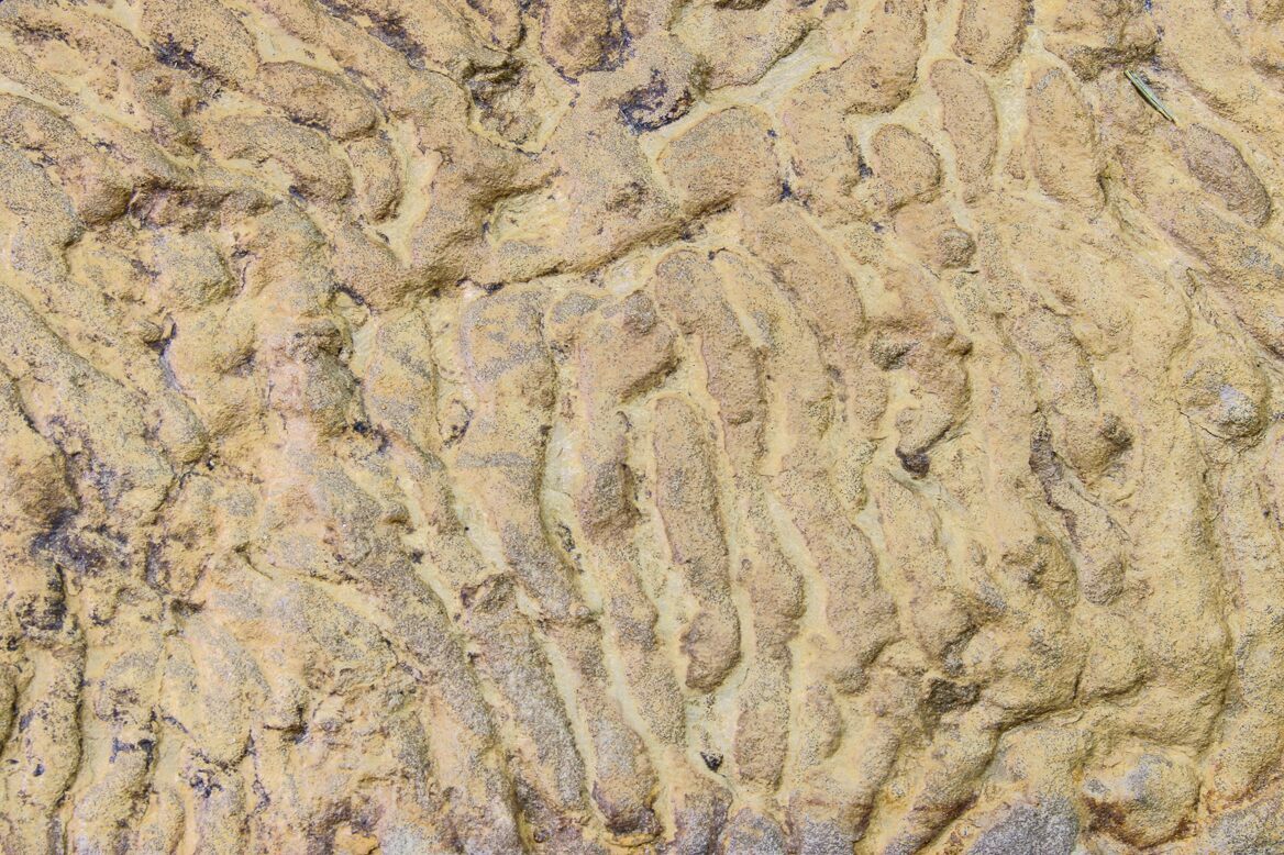 9.4" Fossil Microbial Mat - Oklahoma (#155989) For Sale - FossilEra.com