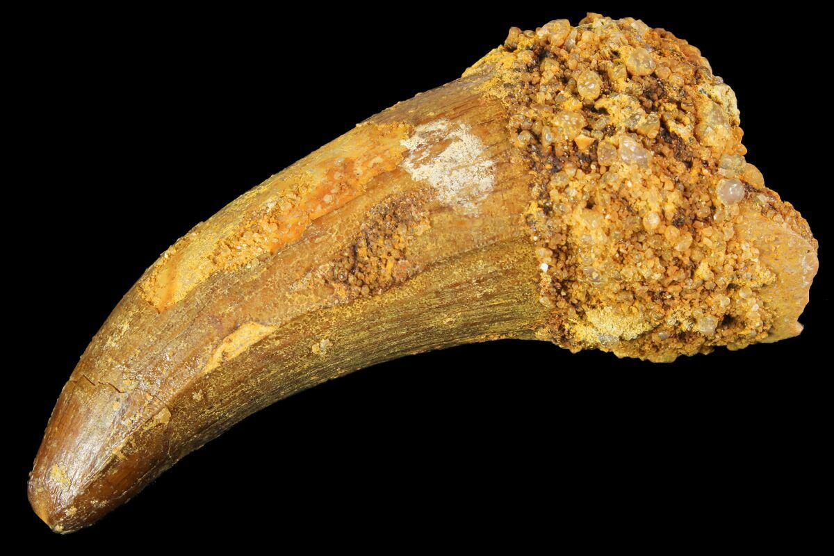 1.99" Cretaceous Fossil Crocodile Tooth - Morocco (#154948) For Sale ...