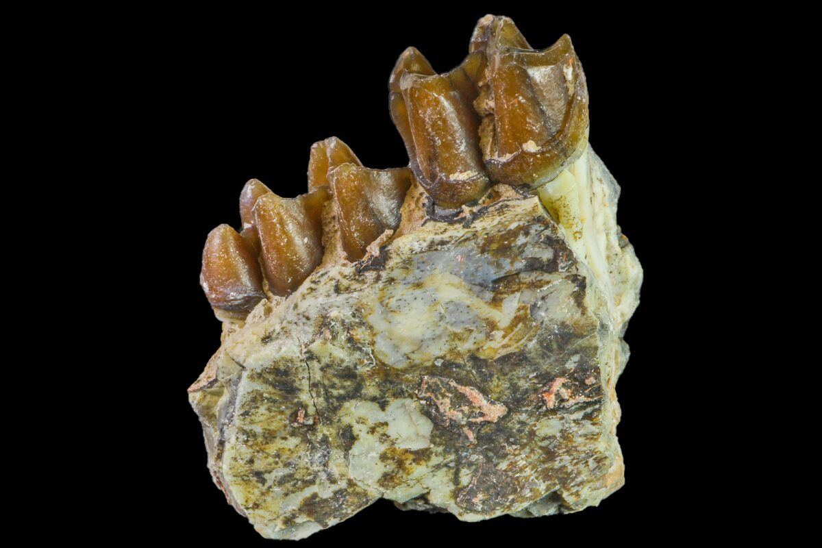 1.2" Fossil Horse (Mesohippus) Jaw Section - South Dakota For Sale ...