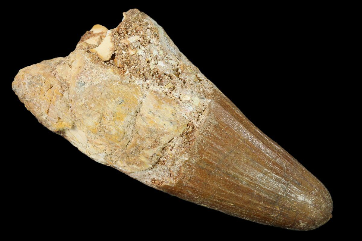 Large, 2.33" Cretaceous Fossil Crocodile Tooth - Morocco (#159137) For ...