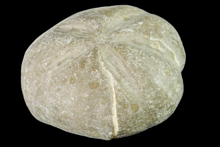 1.6" Cretaceous Sea Urchin (Hemiaster) Fossil - Texas (#156351) For ...