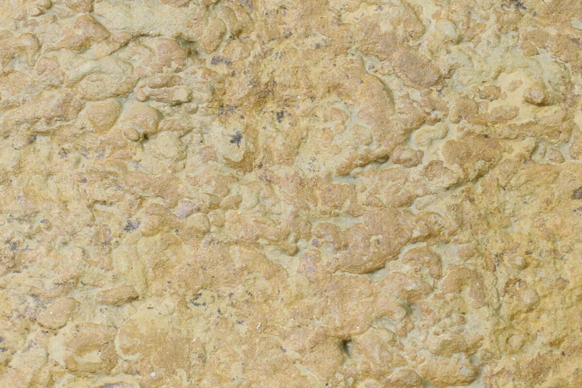 6.8" Pennsylvanian, Fossil Microbial Mat - Oklahoma (#155963) For Sale ...