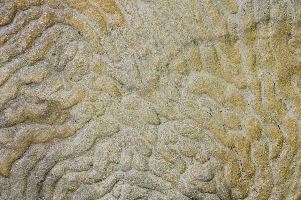 7.9" Pennsylvanian, Fossil Microbial Mat - Oklahoma (#155965) For Sale ...