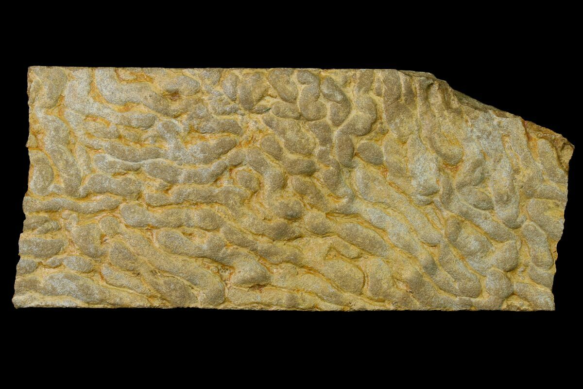5.7" Pennsylvanian, Fossil Microbial Mat - Oklahoma (#155967) For Sale ...