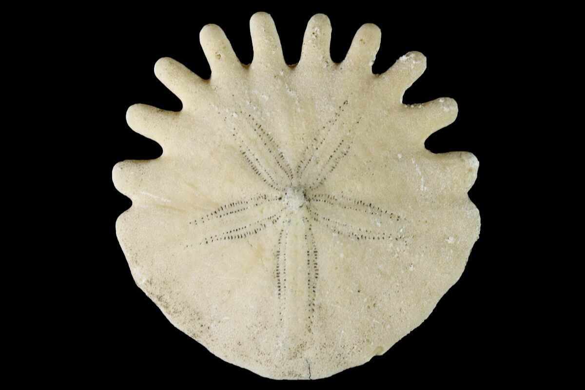 1.6" Fossil Sand Dollar (Heliophora) - Boujdour Province, Morocco ...