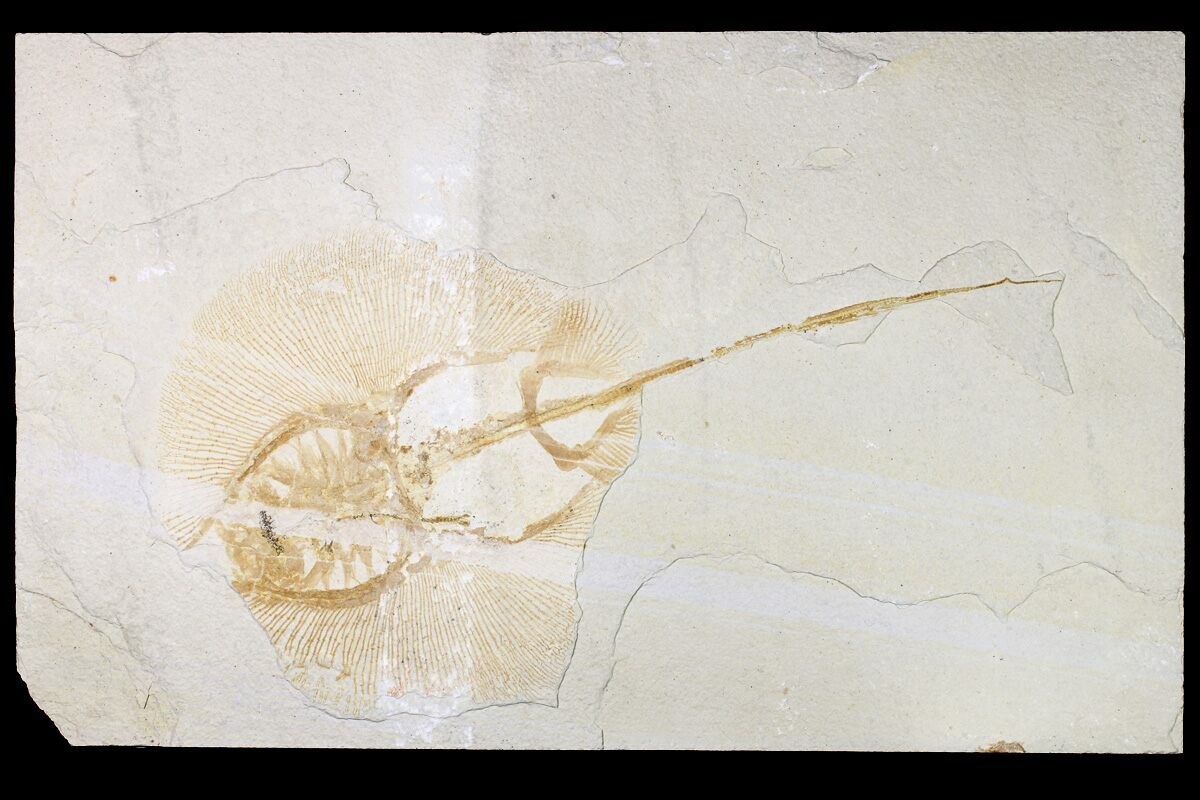 Bargain, 16" Fossil Stingray (Heliobatis) - Wyoming (#161369) For Sale ...
