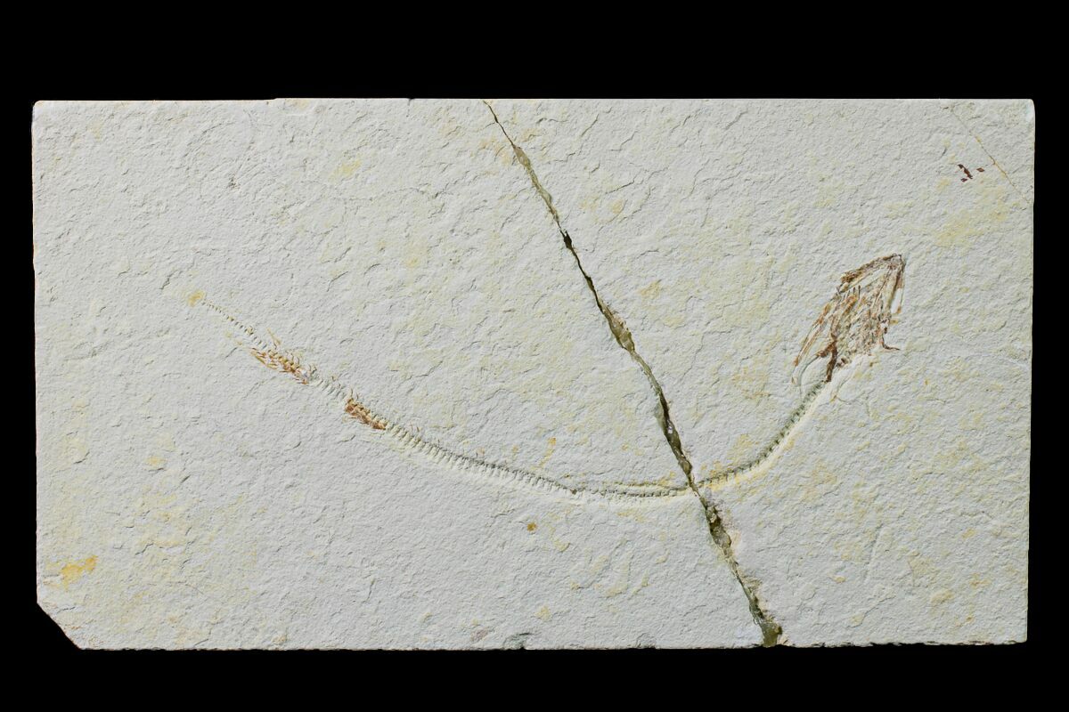 Bargain, 4.4" Cretaceous Primitive Eel (Enchelion) - Lebanon (#162725 ...