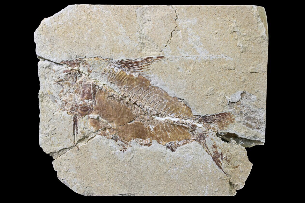 Bargain, 4" Cretaceous Fish (Nematonotus) Fossil - Lebanon (#162819 ...