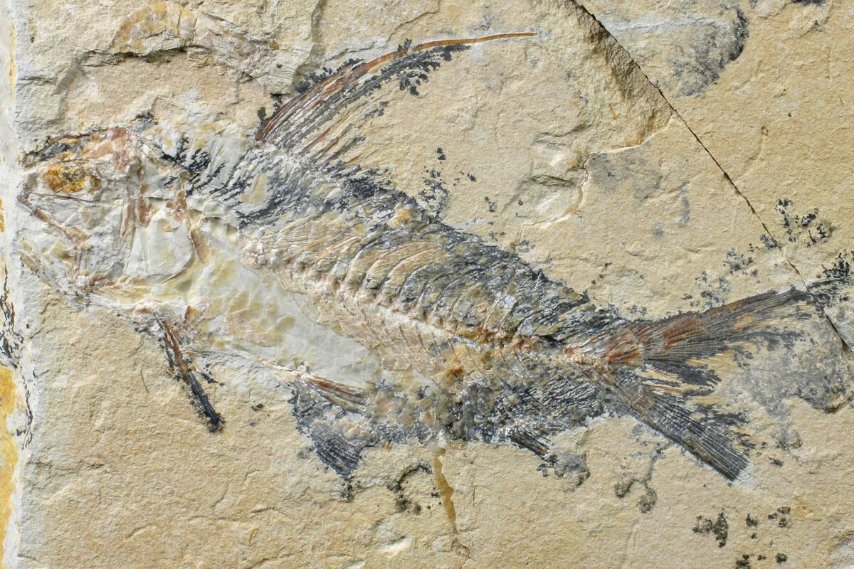 Bargain, 4" Cretaceous Fish (Nematonotus) Fossil - Lebanon (#162821 ...