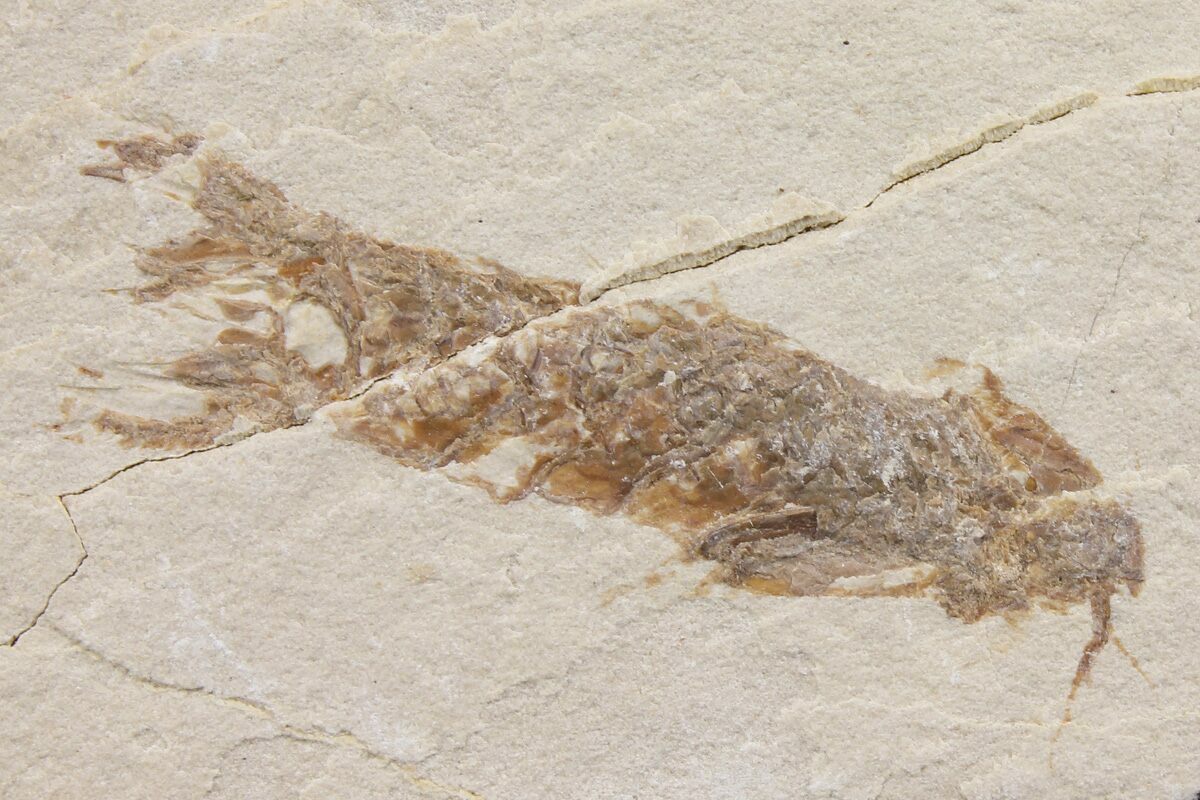 1.2" Fossil Mantis Shrimp (Pseudosculda) - Hakel, Lebanon (#163092) For ...
