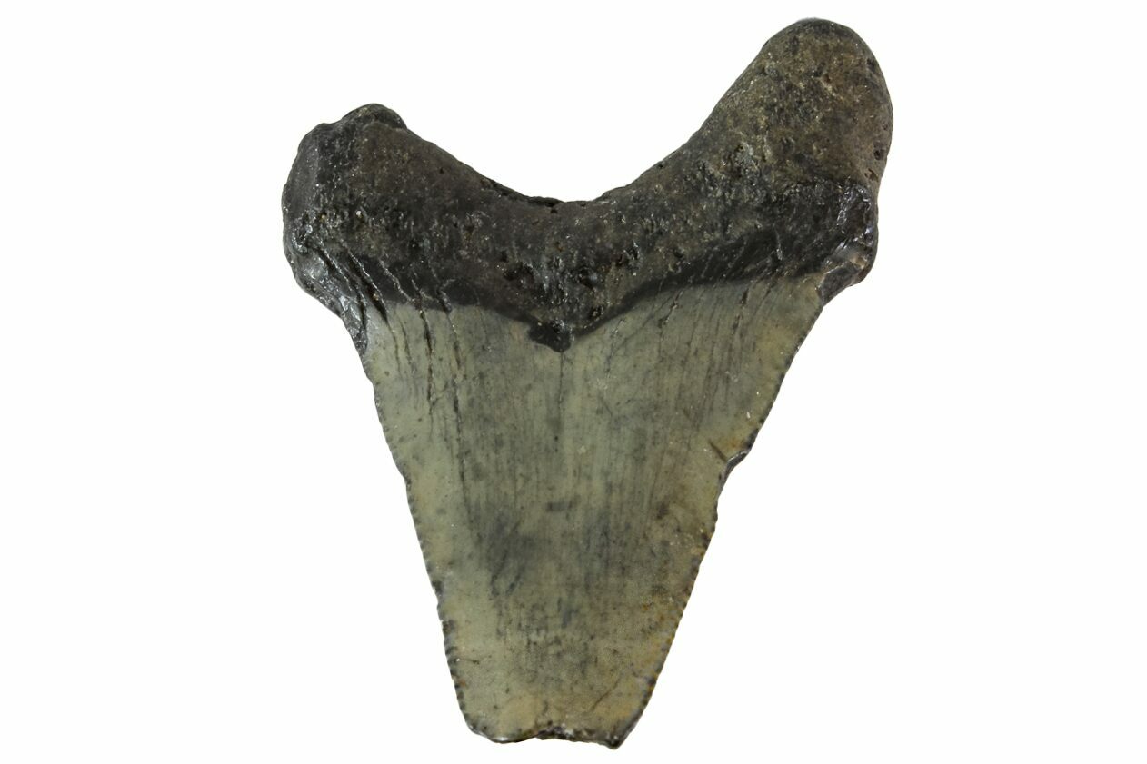 Bargain, 1.98" Angustidens Tooth - Megalodon Ancestor (#163351) For ...