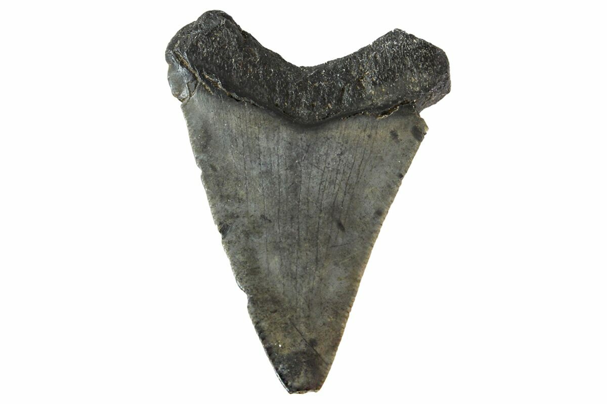 Bargain, 2.01" Angustidens Tooth - Megalodon Ancestor (#163352) For ...