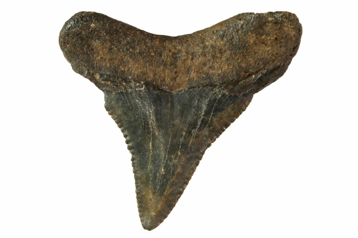 Bargain, 1.61" Angustidens Tooth - Megalodon Ancestor (#163356) For ...