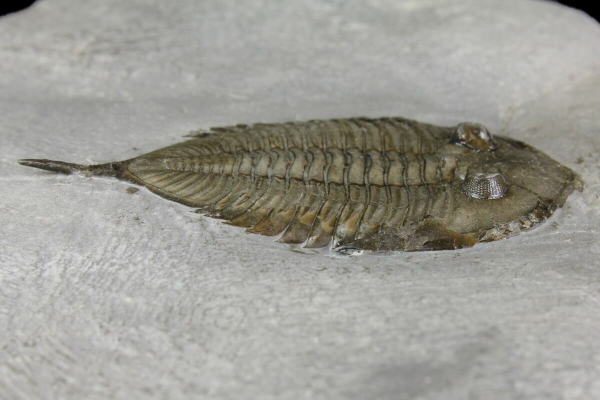 2.1" Dalmanites Trilobite Fossil - New York (#163584) For Sale ...