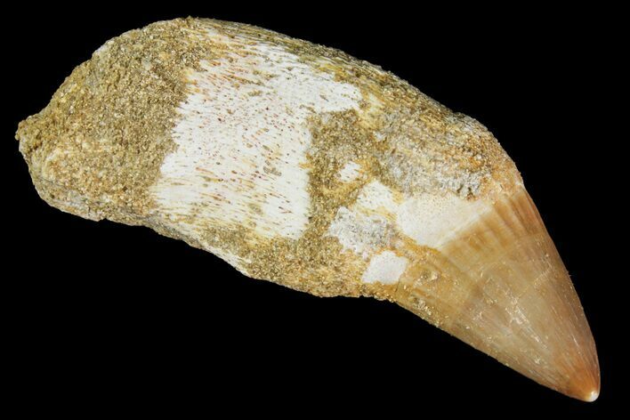 1.8" Fossil Rooted Mosasaur (Platecarpus) Tooth - Morocco (#163915) For ...