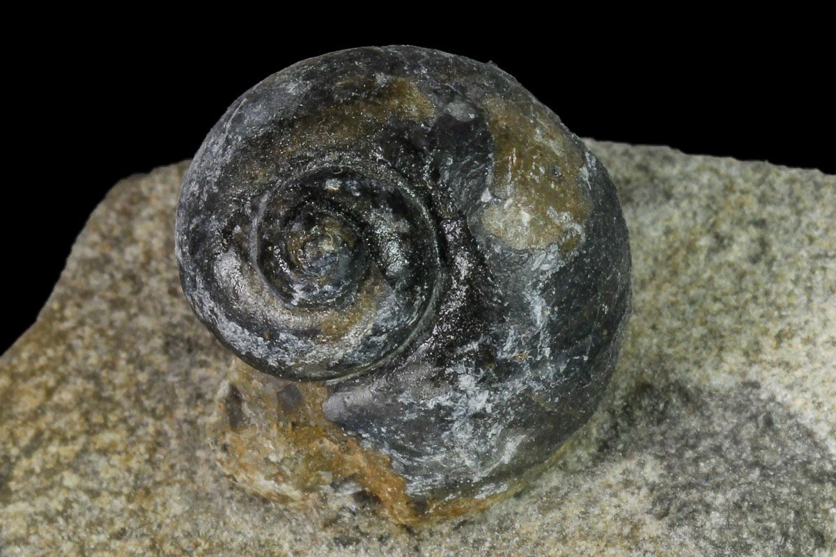 .75" Ordovician Gastropod Fossil - Morocco (#164081) For Sale - FossilEra.com