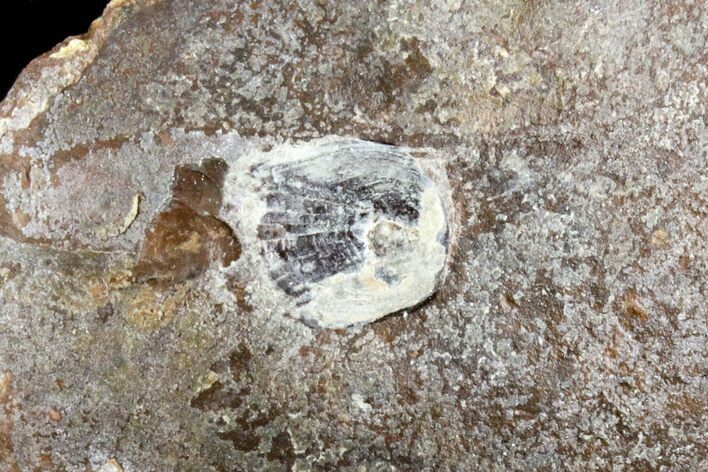 .45" Paleocene Fossil Fish Scale - North Dakota (#165071) For Sale ...