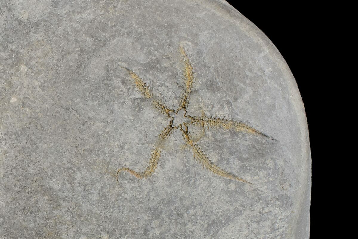 Two Ordovician Brittle Stars (Ophiura) - Morocco (#165822) For Sale ...