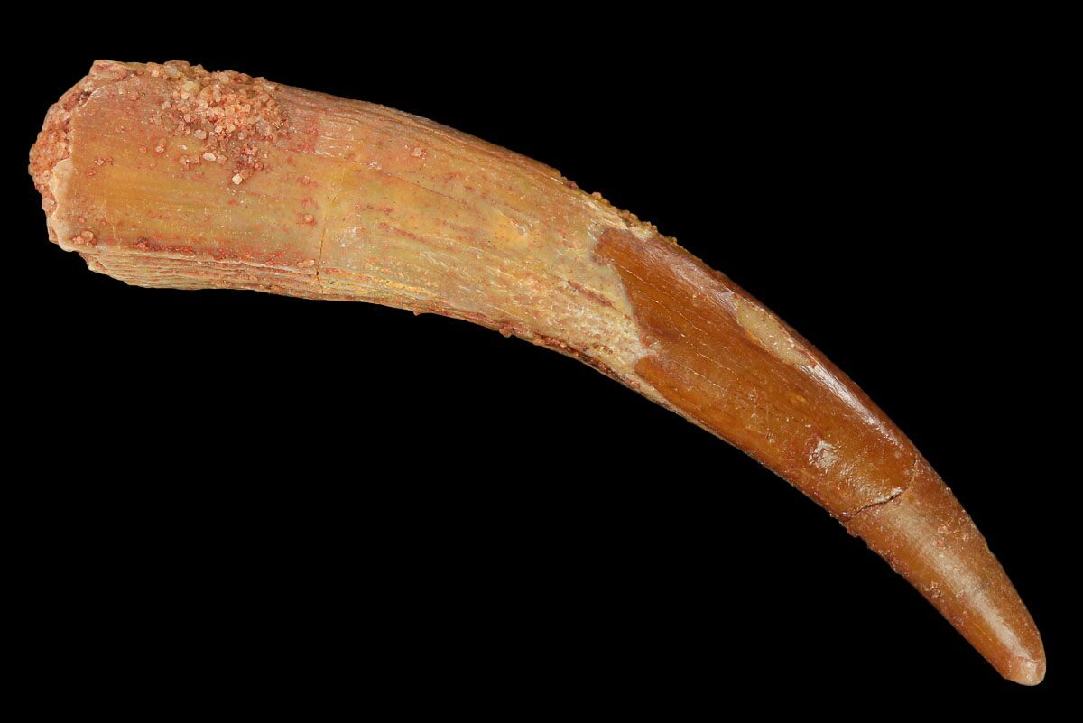 Large, 1.7" Fossil Pterosaur (Siroccopteryx) Tooth - Morocco (#167141 ...