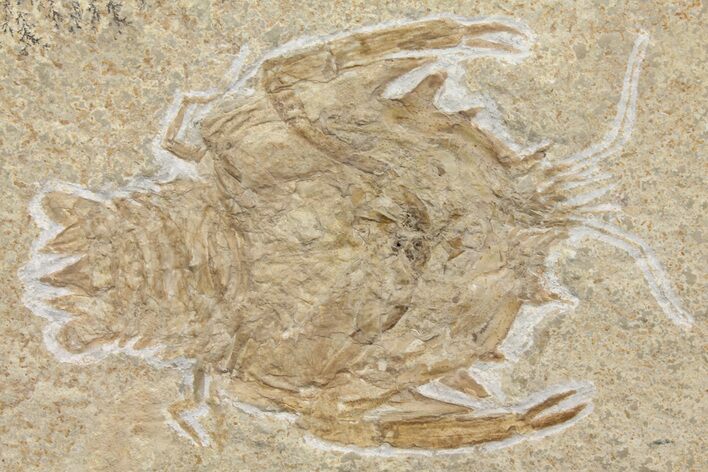 Large, 4.5" Crustacean (Eryon) Fossil - Solnhofen Limestone (#167795 ...