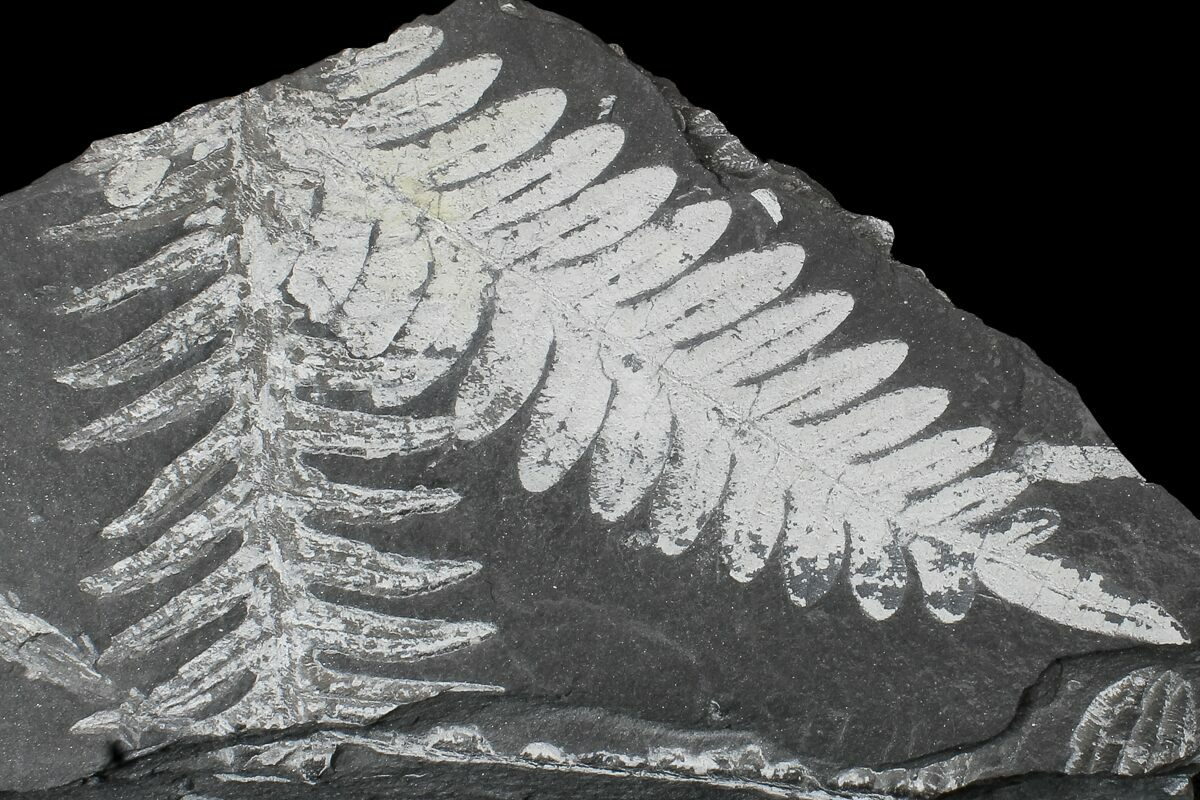 5" Wide Fossil Seed Fern (Alethopteris) Plate - Pennsylvania (#168367 ...