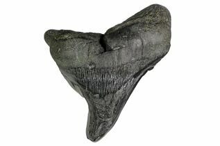Fossils For Sale - FossilEra.com