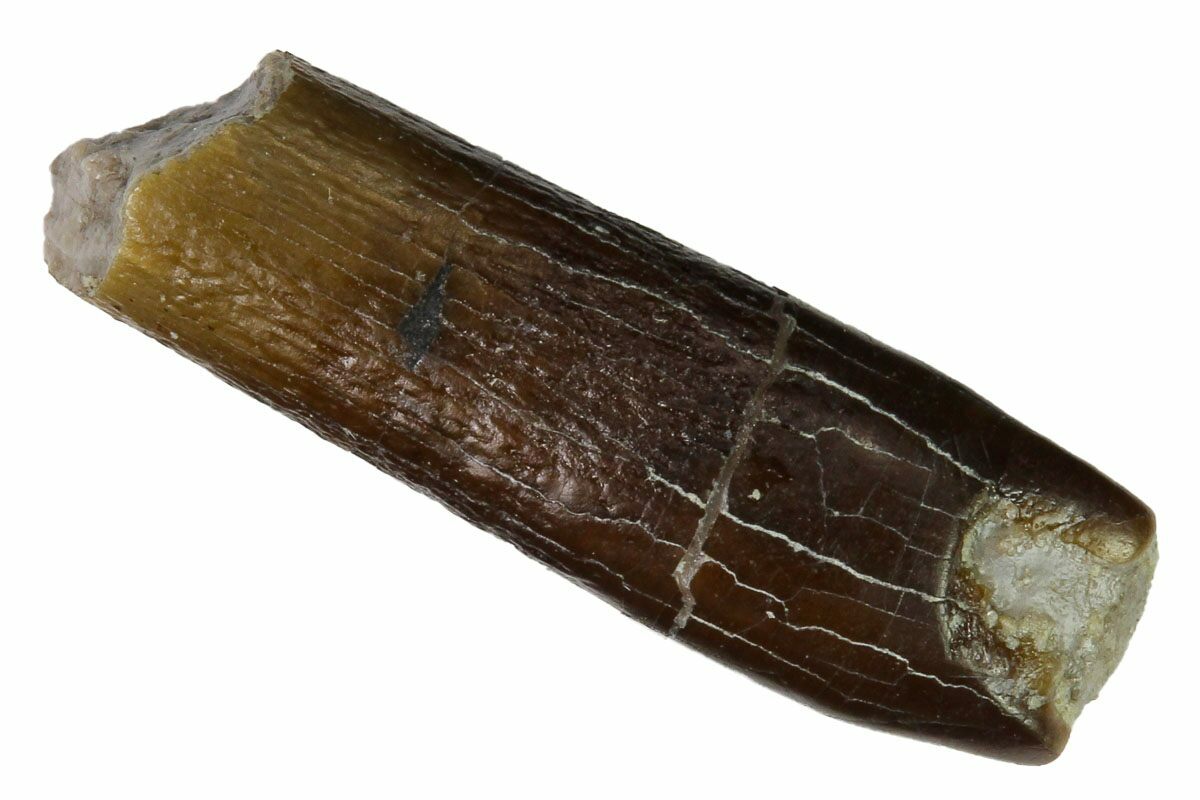 .83" Sauropod Dinosaur (Diplodocus) Tooth - Colorado (#169024) For Sale ...