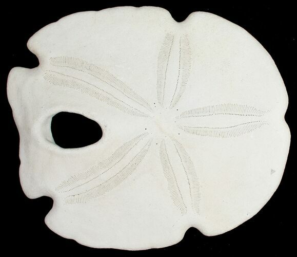 Fossil Sand Dollar (Encope tamiamiensis) - Florida (#11108) For Sale ...