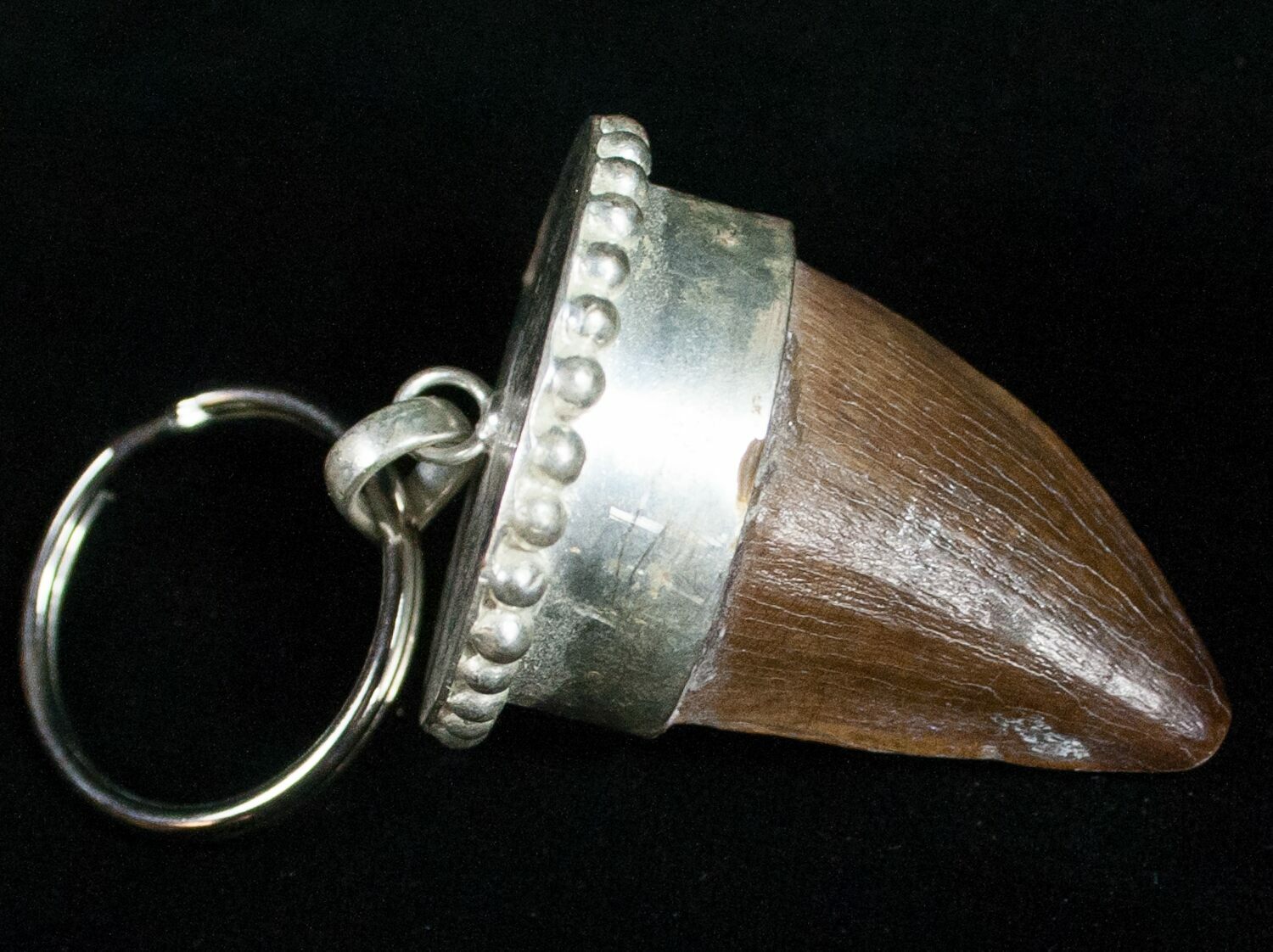 Authentic Fossil Mosasaurus Tooth Keychain (#11149) For Sale ...
