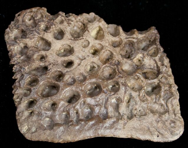 Leidyosuchus Dermal Scute - Cretaceous Crocodilian (#11173) For Sale ...