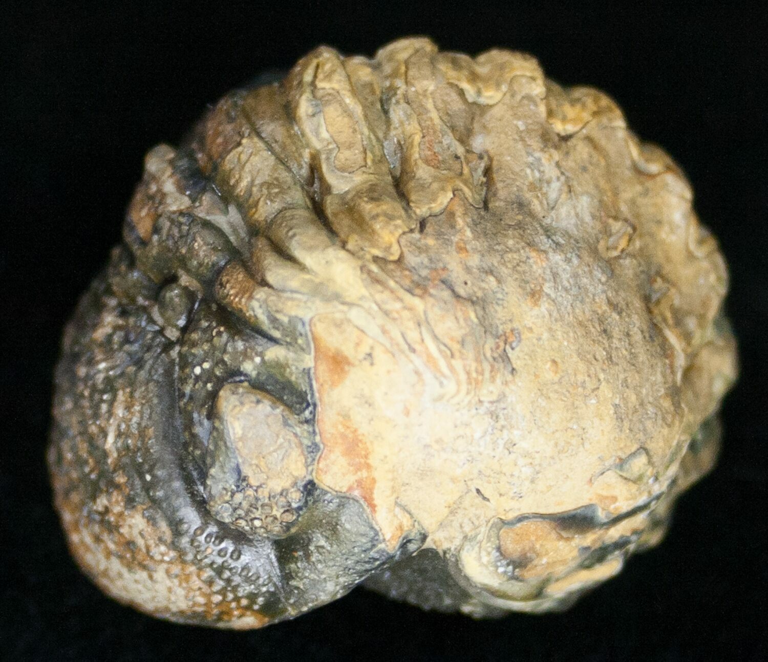 Bumpy, Enrolled Barrandeops (Phacops) Trilobite (#11270) For Sale ...