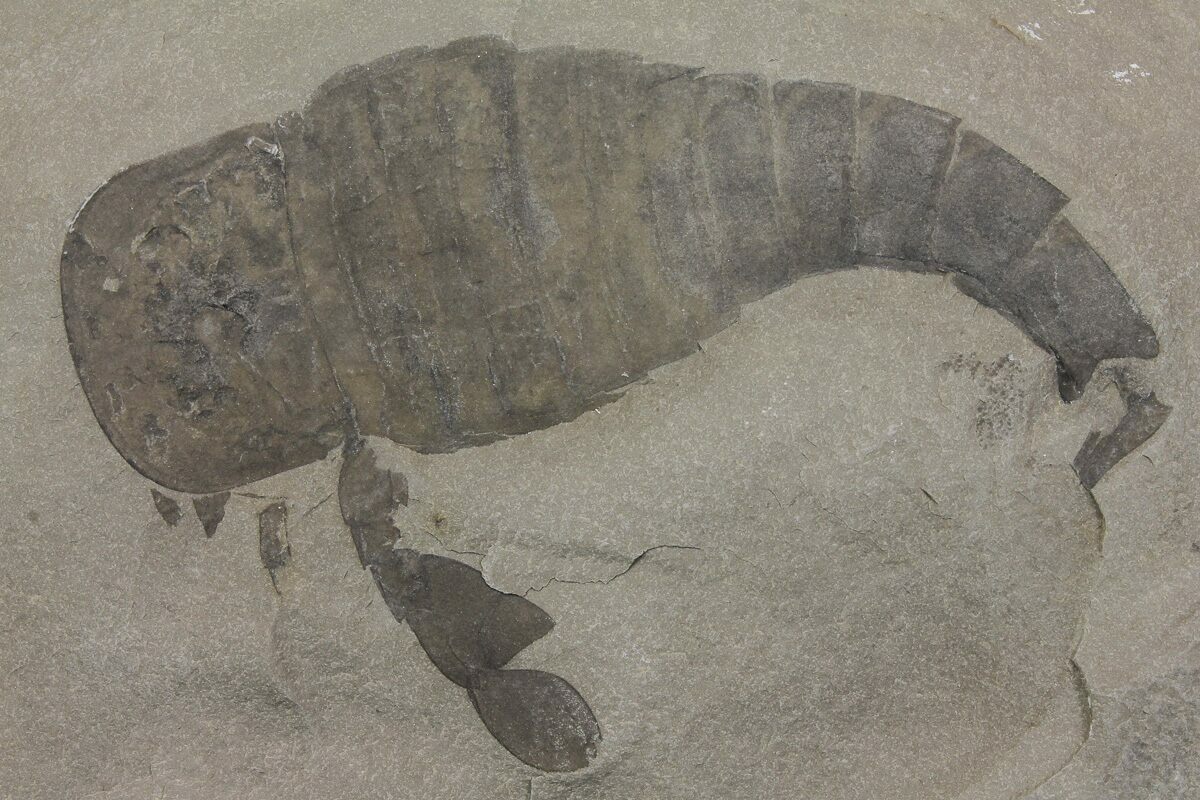 Bargain, 3.8" Eurypterus (Sea Scorpion) Fossil - New York (#173030) For ...
