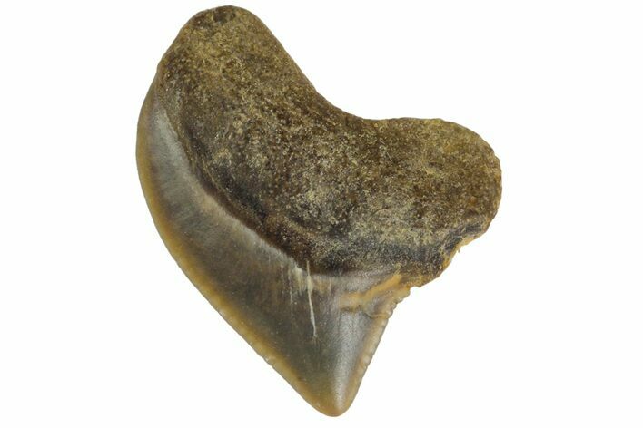 .36" Fossil Crow Shark (Squalicorax) Tooth - Texas (#164665) For Sale ...