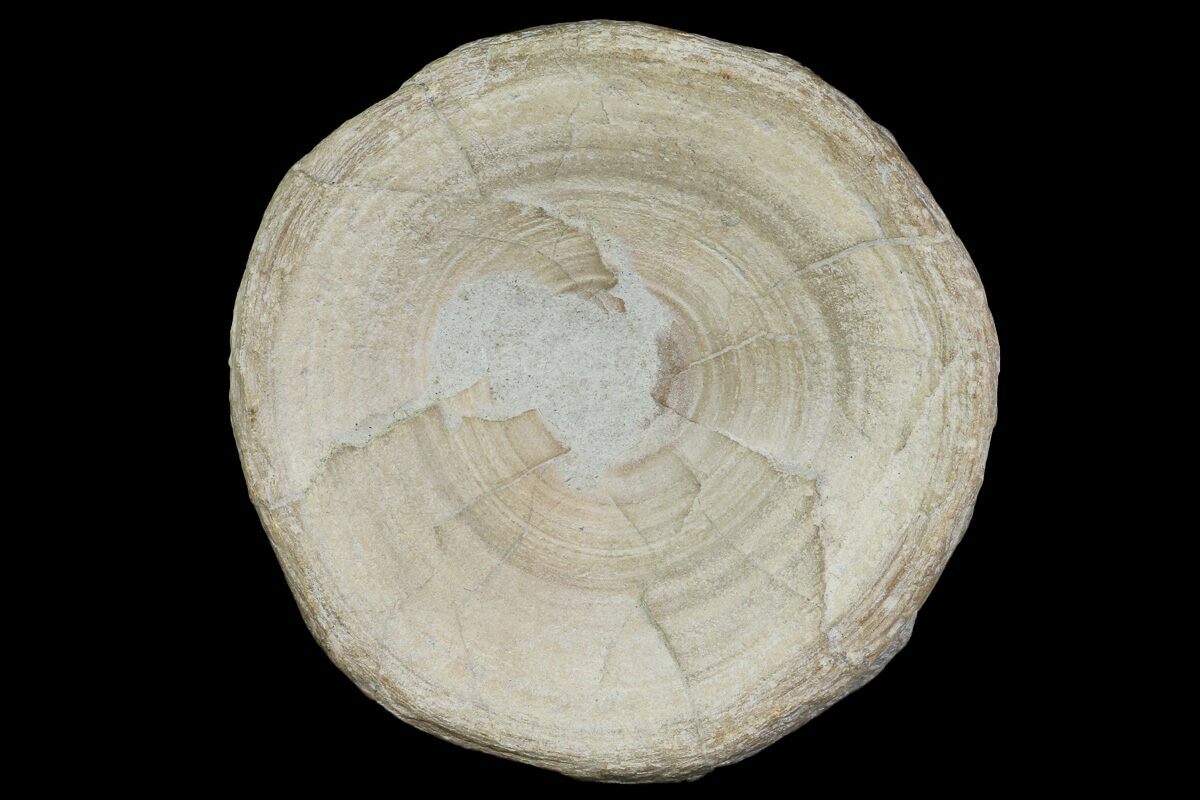 1.8" Cretaceous Fossil Shark Vertebra - North Sulfur River, Texas ...